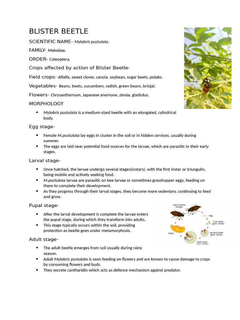 BLISTER BEETLE | PDF | Beetle | Legume
