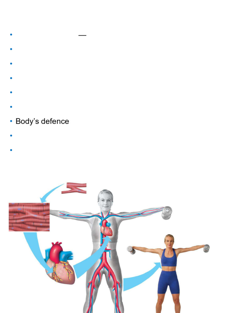 Body Organization First Class | PDF | Connective Tissue | Tissue (Biology)