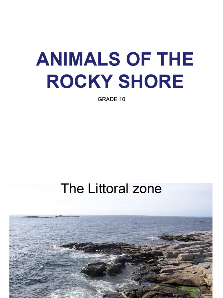 Rocky Shore Animal Life Overview | PDF | Mollusca | Coral