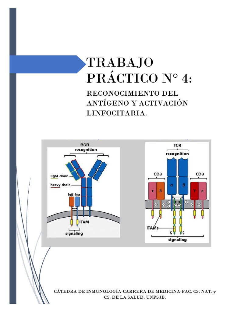 Trabajo Práctico #4 - Editado | PDF | T Helper Cell | Célula T