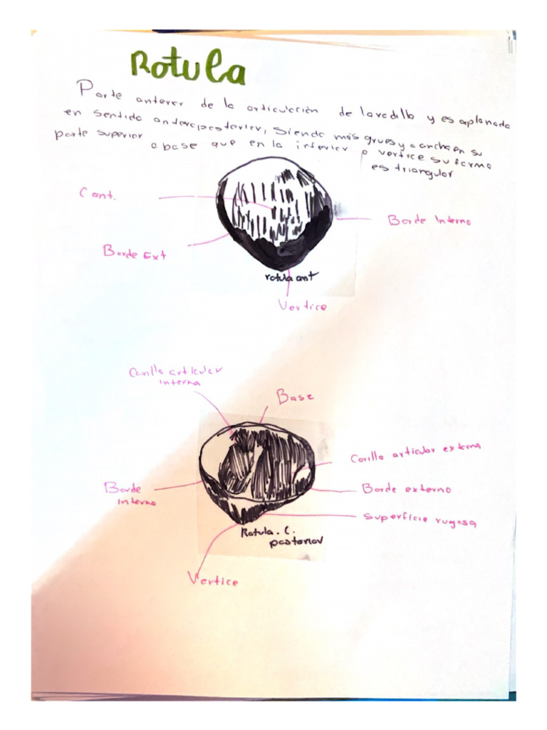 Rotula, Tibia Y Perone | PDF