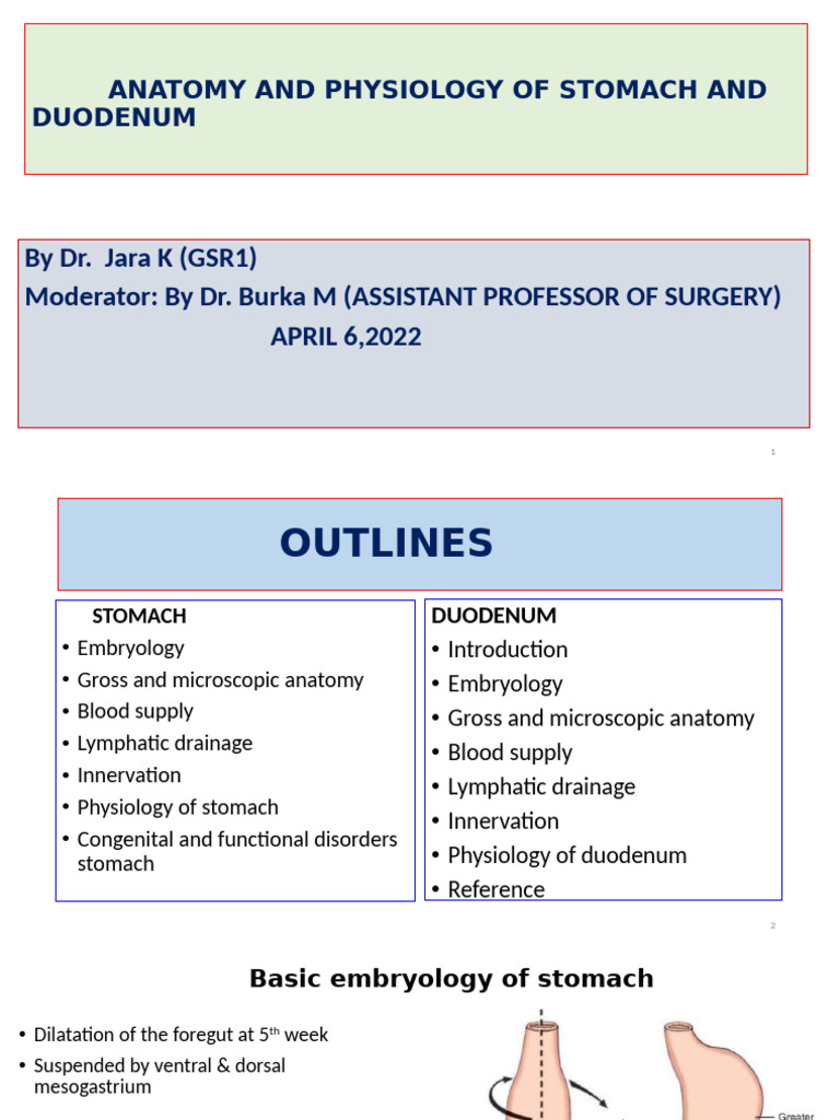 Stomach Duodenum | PDF | Stomach | Morphology (Biology)