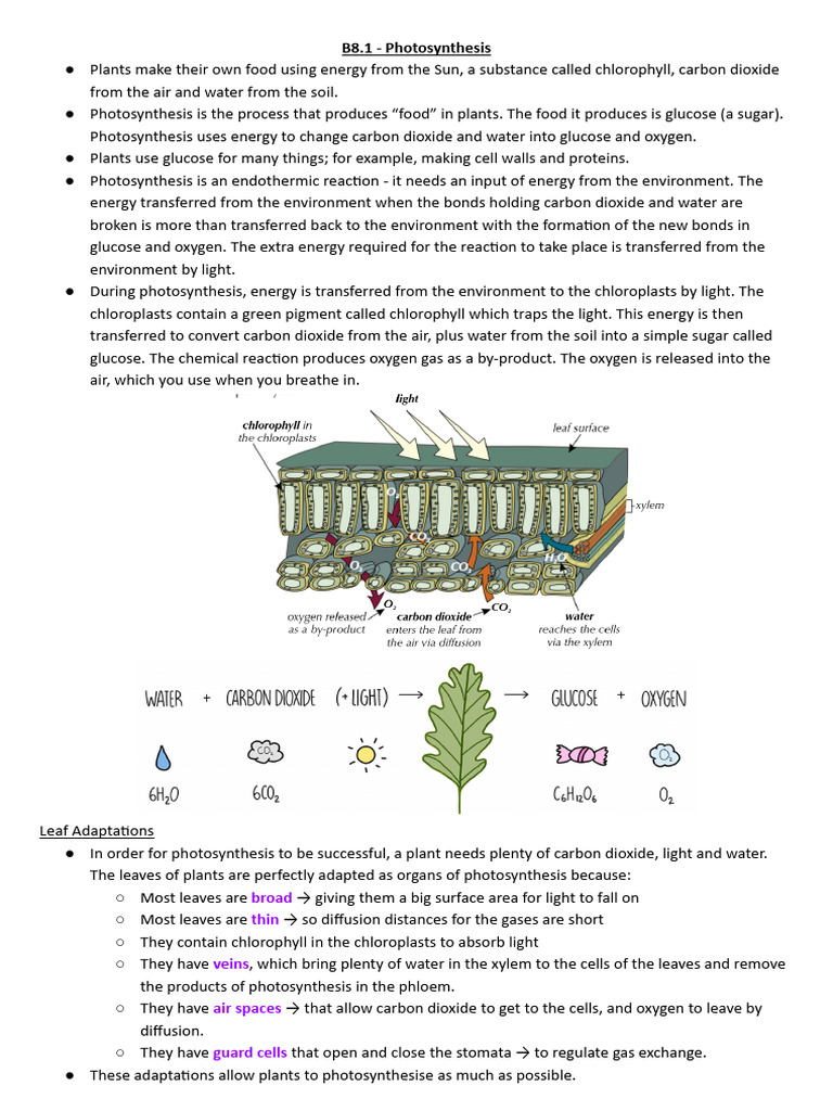 B8 - Photosynthesis | PDF | Photosynthesis | Leaf