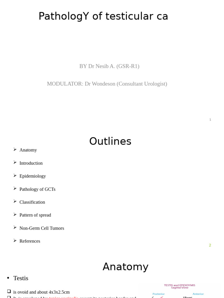 Pathology of Testicular Ca | PDF | Vein | Testicle