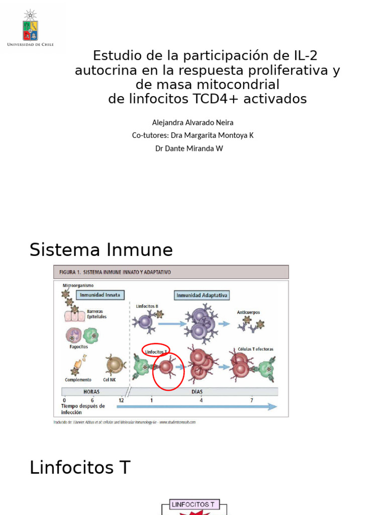 IL-2 y biogénesis mitocondrial en T CD4+ | PDF | Interleucina 2 | T ...