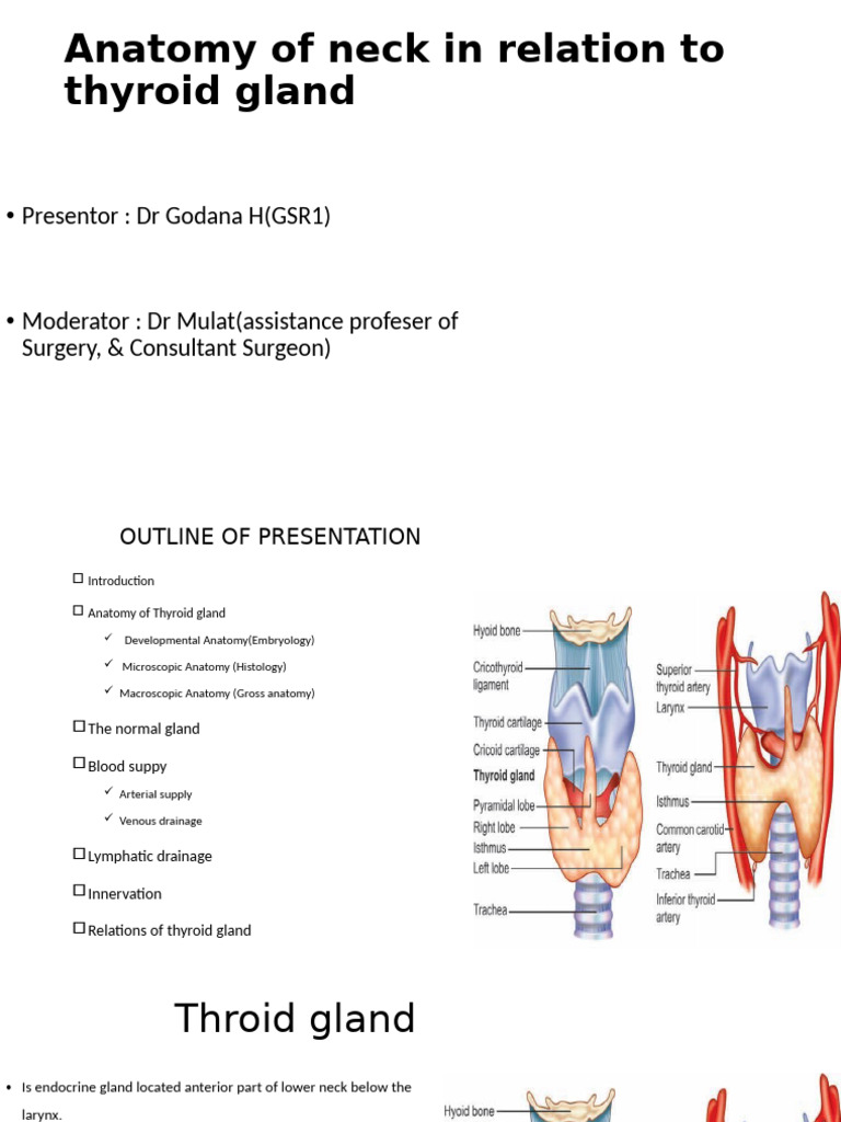 Anatomy of Neck in Relation With Thyroid Gland2 | PDF | Common Carotid Artery | Thyroid