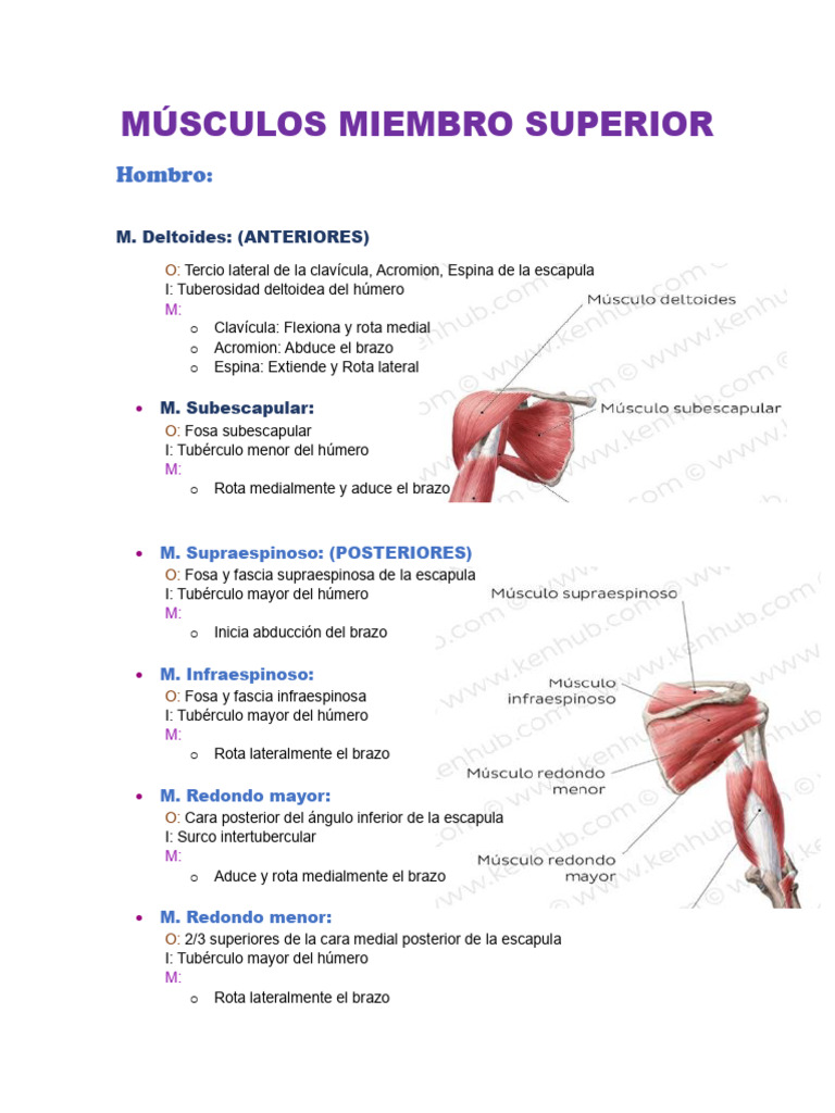 MÚSCULOS MIEMBRO SUPERIOR Oficial | PDF | Mano | Extremidades (anatomía)