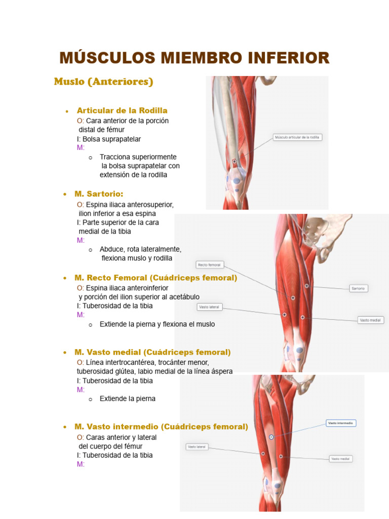 Músculos Miembro Inferior Oficial | PDF | Pie | Sistema musculoesquelético