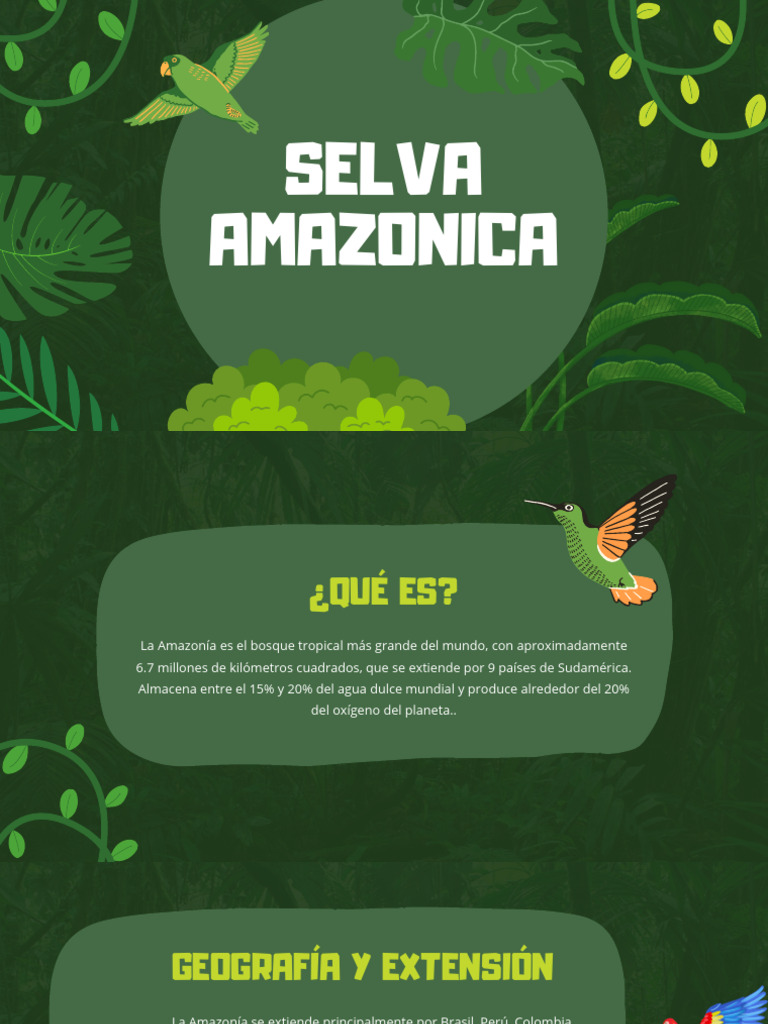 Importancia de la Selva Amazónica | PDF | Selva amazónica | Selva