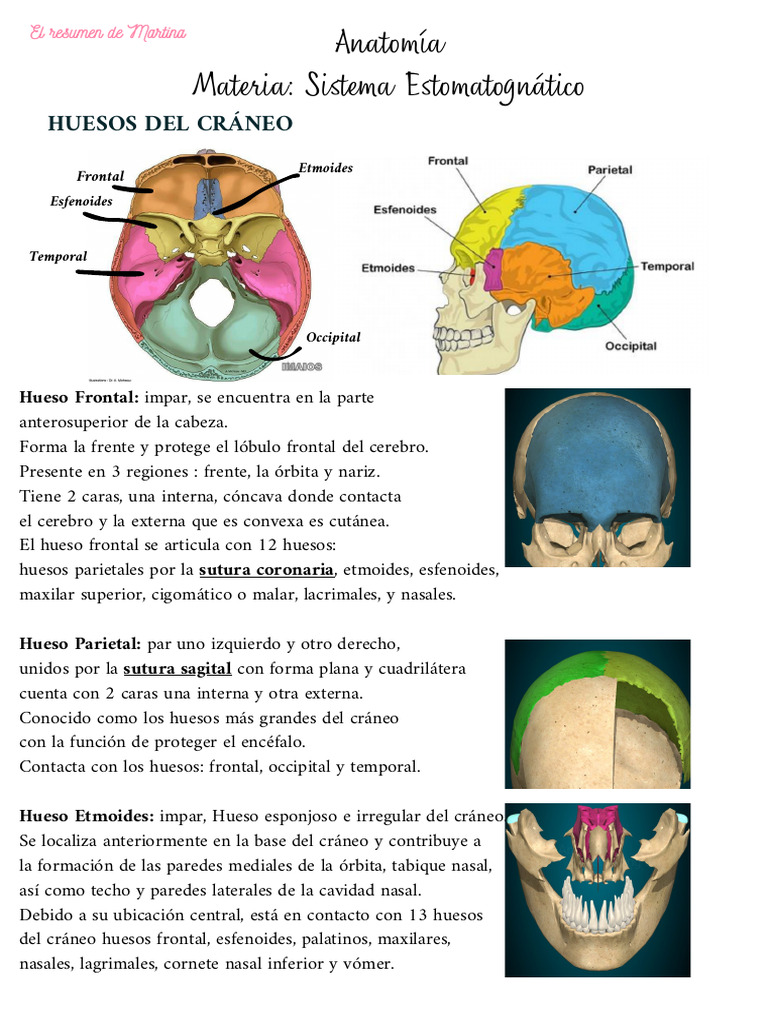 Anatomia Atm | PDF | Cráneo | Sistema musculoesquelético