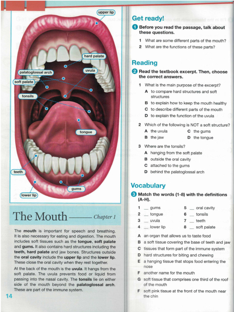 Dentistry Units 6 and 7 - The Mouth and Teeth Anatomy | PDF