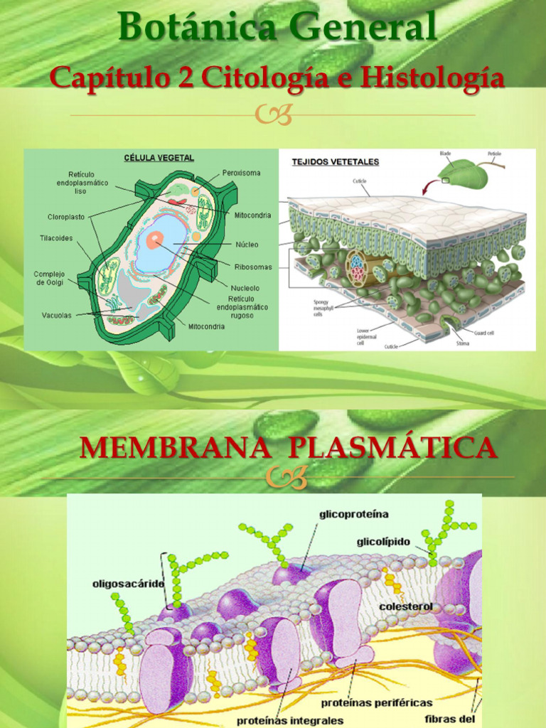 Cap 2. Botanica Gral. Citología e Histología-II.2 Imp | PDF
