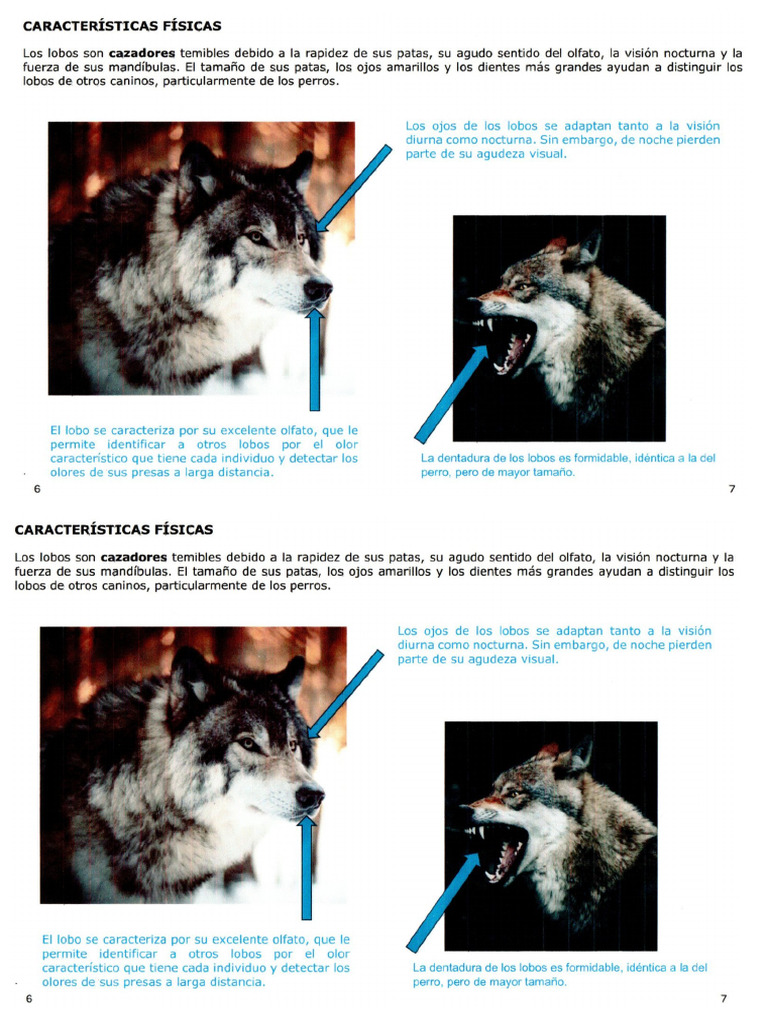 LOBOS | PDF