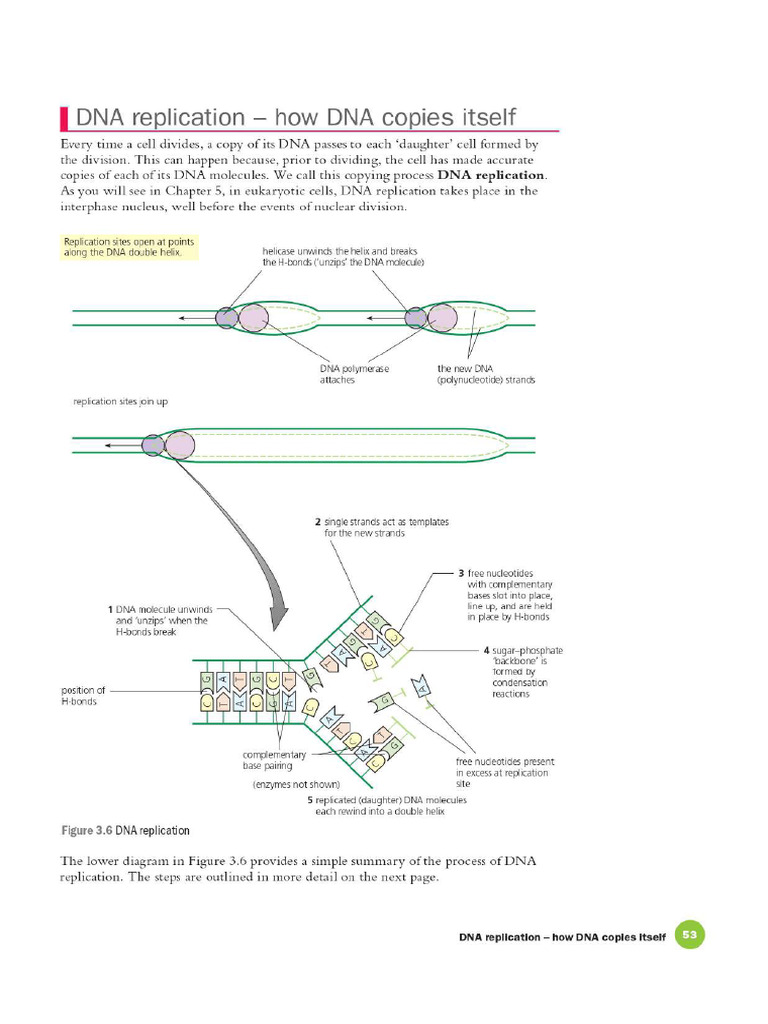 Ed Lees Edexcel A Level Biology Studentbook 1 2015 Hodder Education ...