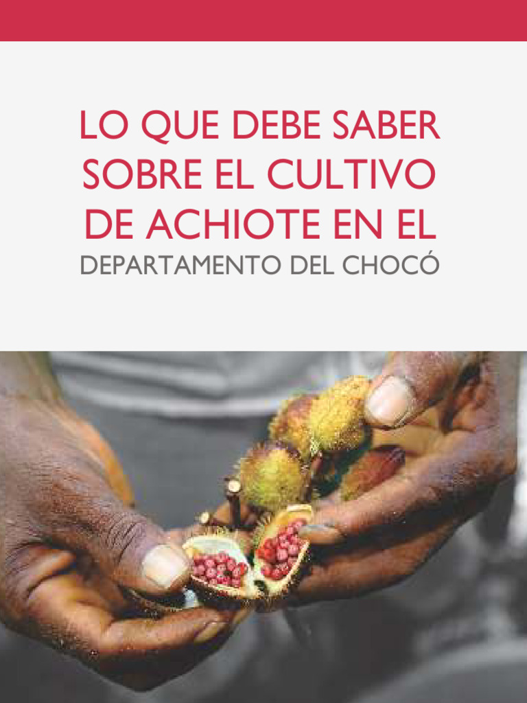 632d245799d271e3376b3545 - Lo Que Debe Saber Sobre El Cultivo de Achiote | PDF | Semilla | Cosecha