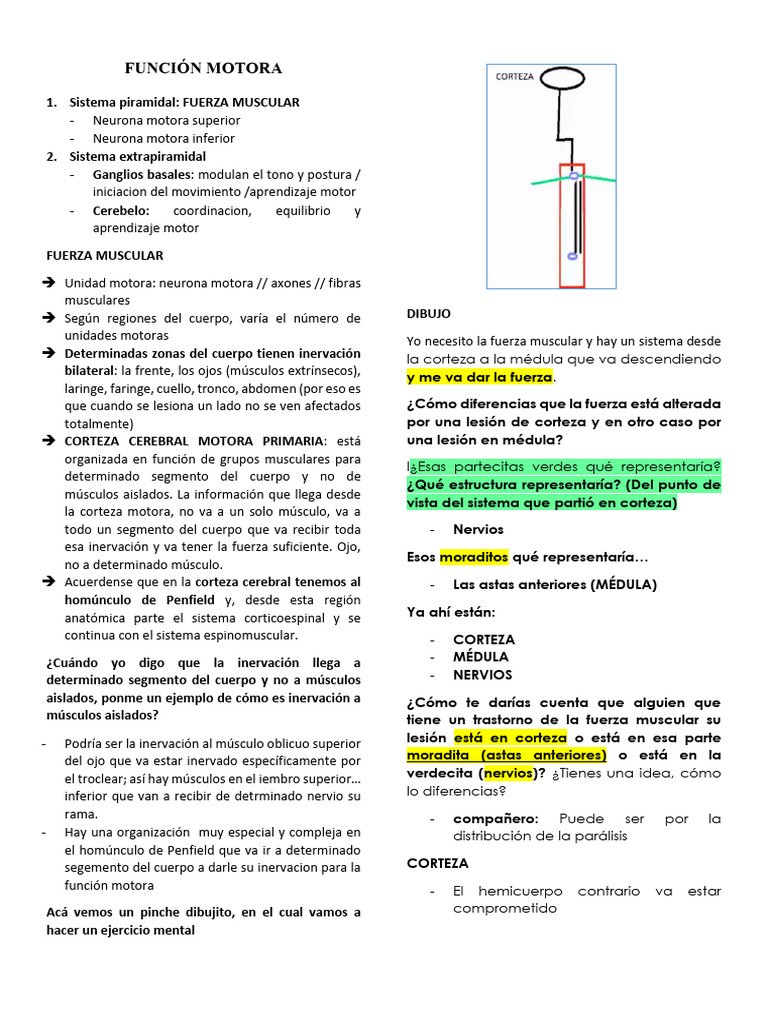 Función Motora: Neuronas y Fuerza Muscular | PDF | Médula espinal | Cerebro