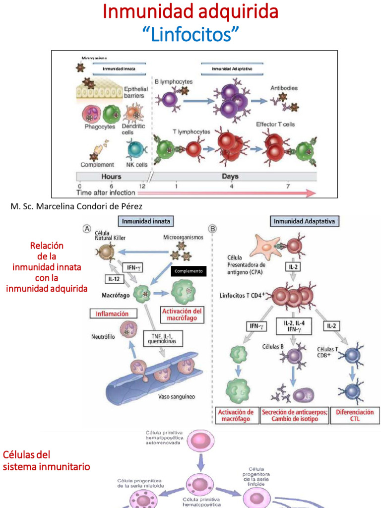 9 Inmunidad Adquirida Linfocitos | PDF