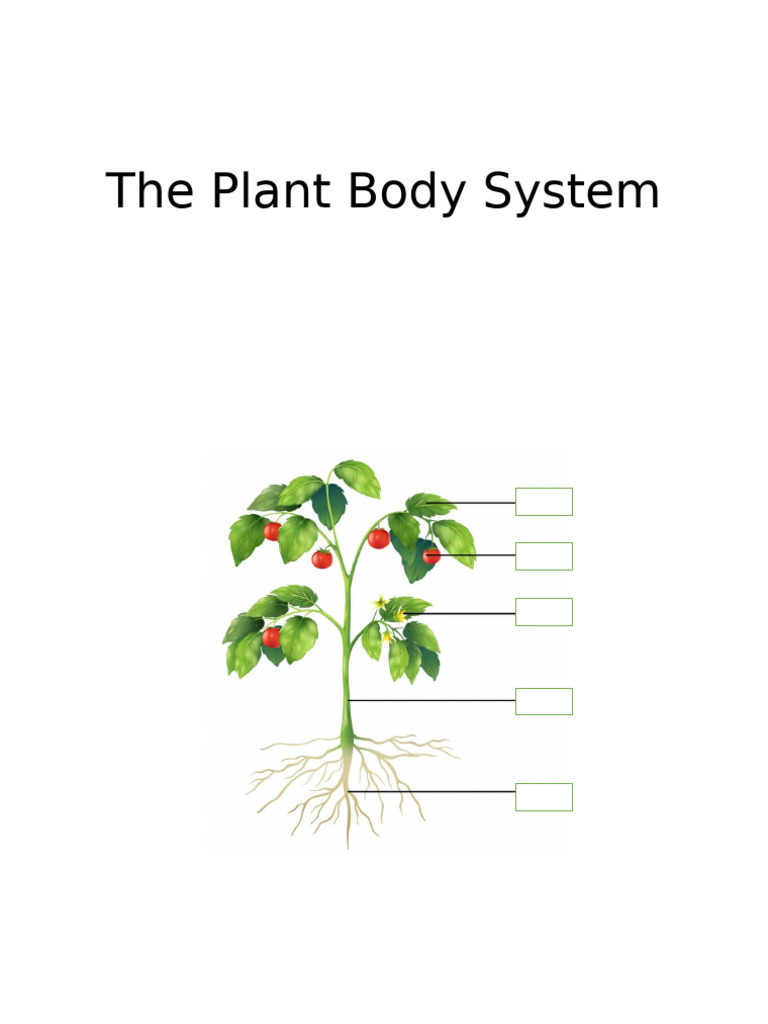 Understanding Plant Body Systems | PDF