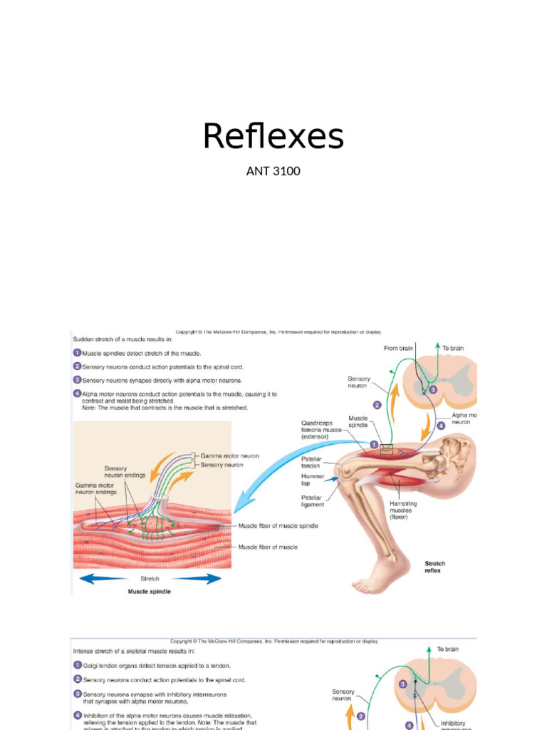 ANT 3100 Reflexes Images | PDF