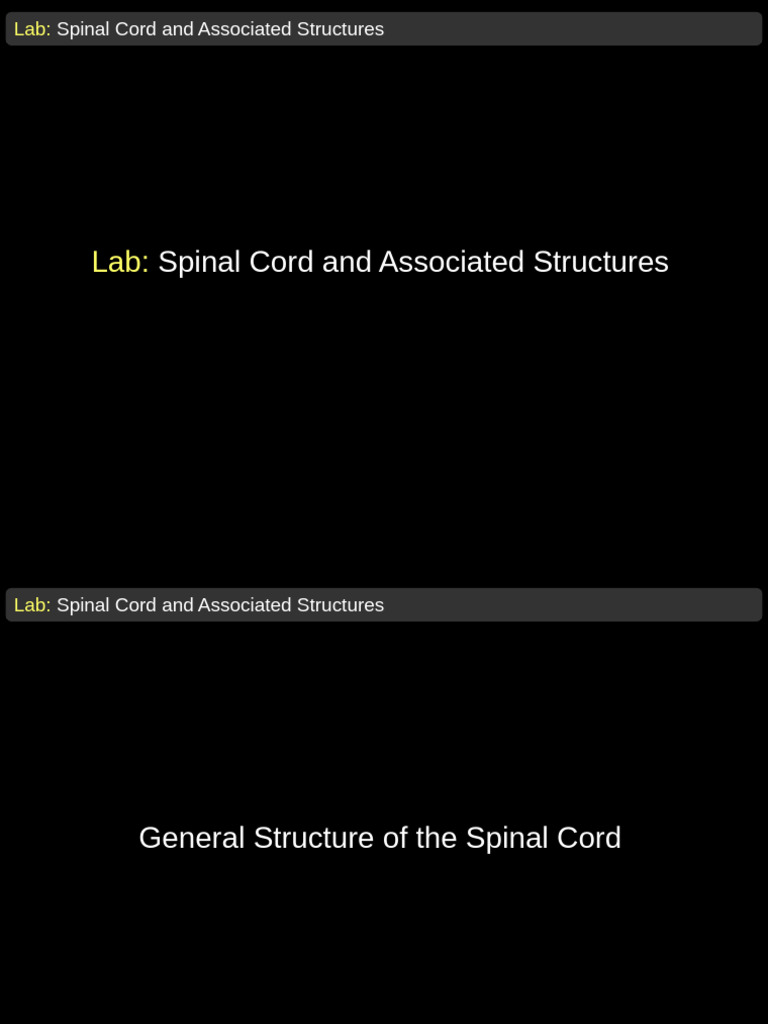 ANT-2100-3100 - Lab - Spinalcord 2020 | PDF