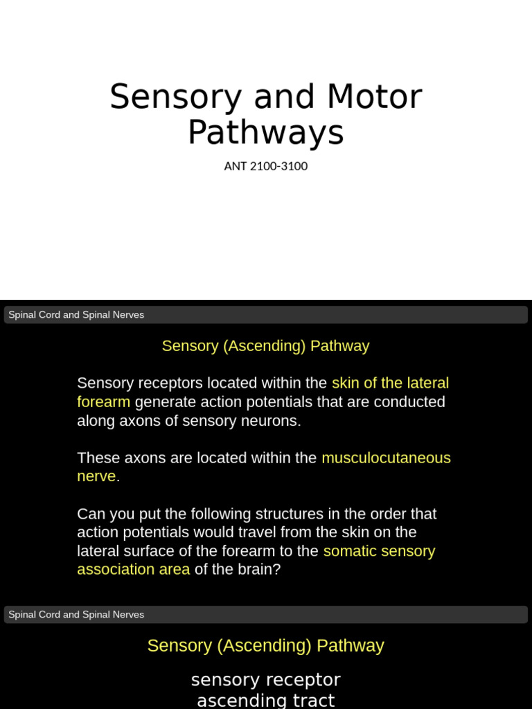 Sensory and Motor Pathways | PDF | Motor Neuron | Spinal Cord