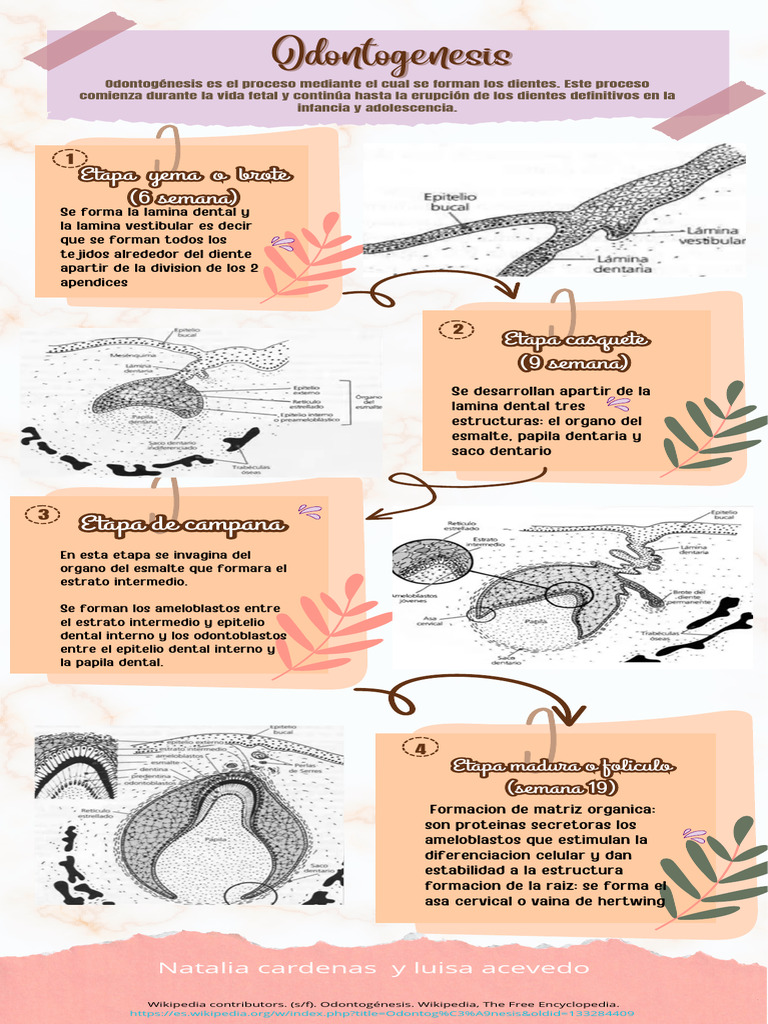 Infografia Odontogenesis | PDF | Biología Celular | Ramas de Odontología
