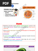 Chloroplast Labelled A Level Diagram | PDF | Chloroplast | Cell (Biology)