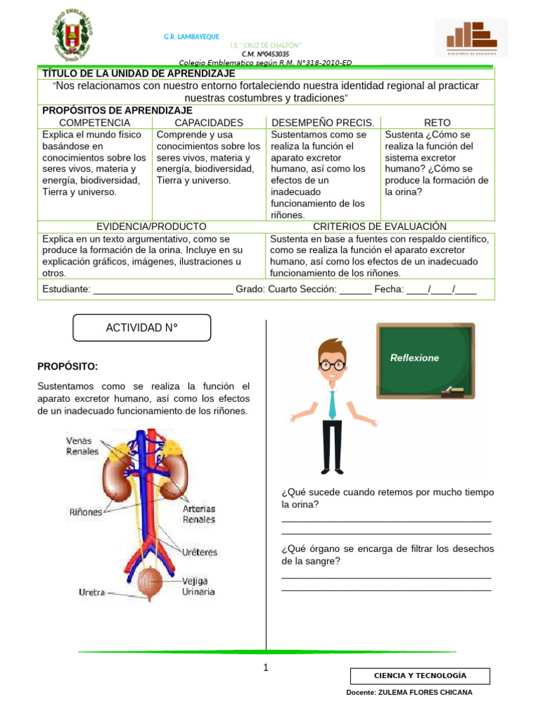 Ficha Sistema Urinario | PDF | Sistema urinario | Riñón