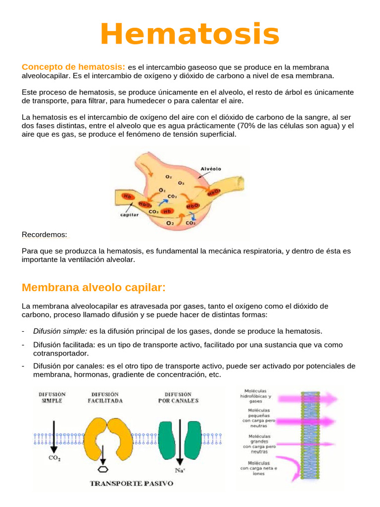 13 - Hematosis y Transporte de Oxígeno | PDF | Difusión | Vena