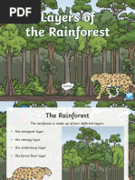 Layers of The Rainforest: Emergent | PDF