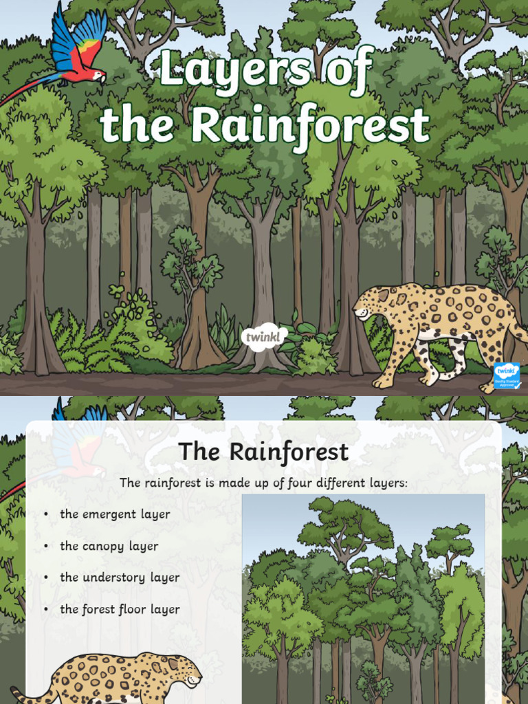 Of The Rainforest Layers Printable Layers Of The Rainforest Flipbook