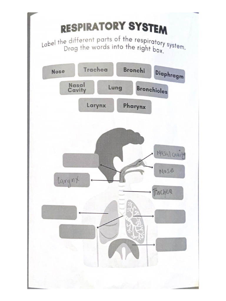 Respiratory System | PDF