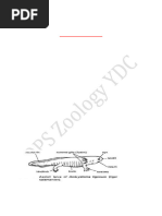 Function of Fish Nares Explained | PDF | Olfaction | Fish
