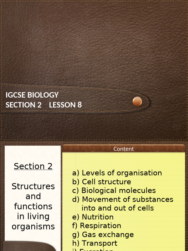 Biology Section 2 Lesson 8 | PDF | Motor Neuron | Neuron