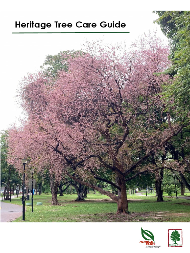 Heritage Tree Care Tips and Guidelines | PDF | Trees | Mulch