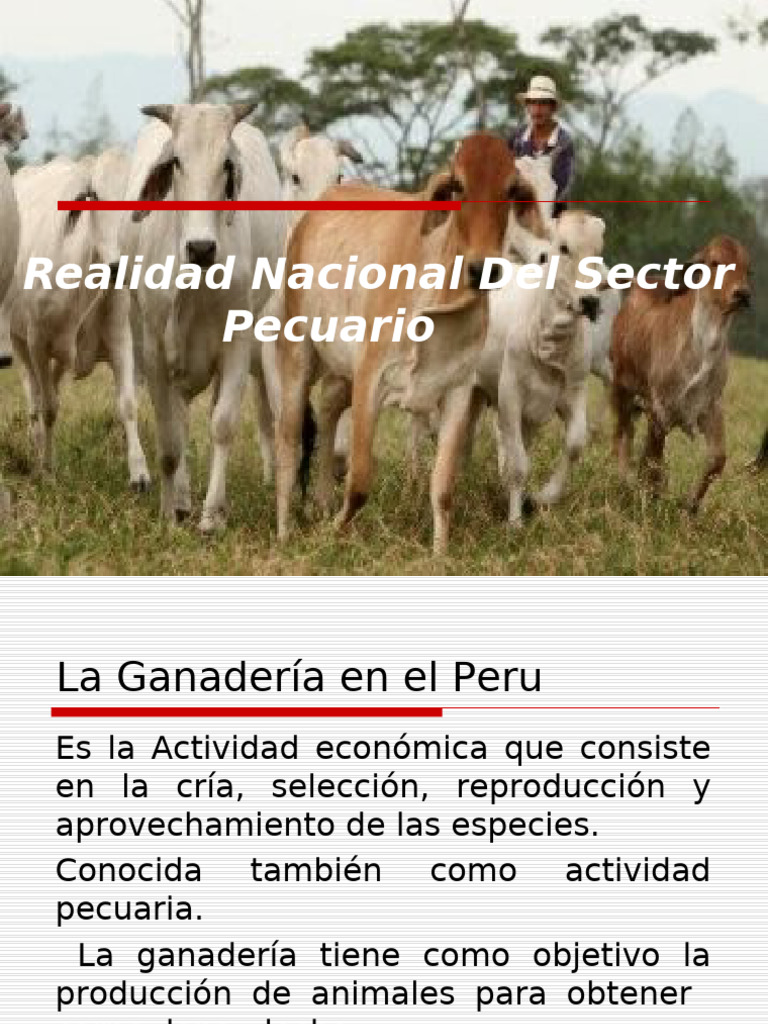 Sector Pecuario | PDF | Pollo | Agricultura