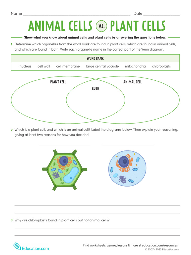 Animal Cells Vs Plant Cells | PDF | Science & Mathematics