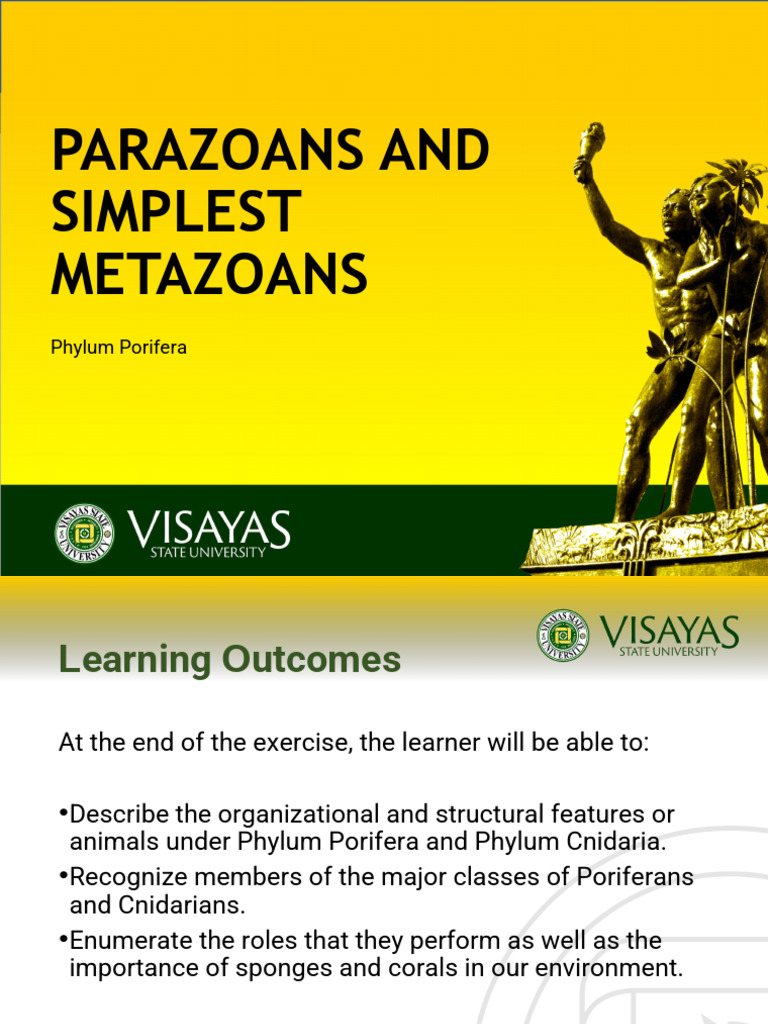 Exercise 3 Poriferans and Cnidarians | PDF | Sponge | Venomous Animals