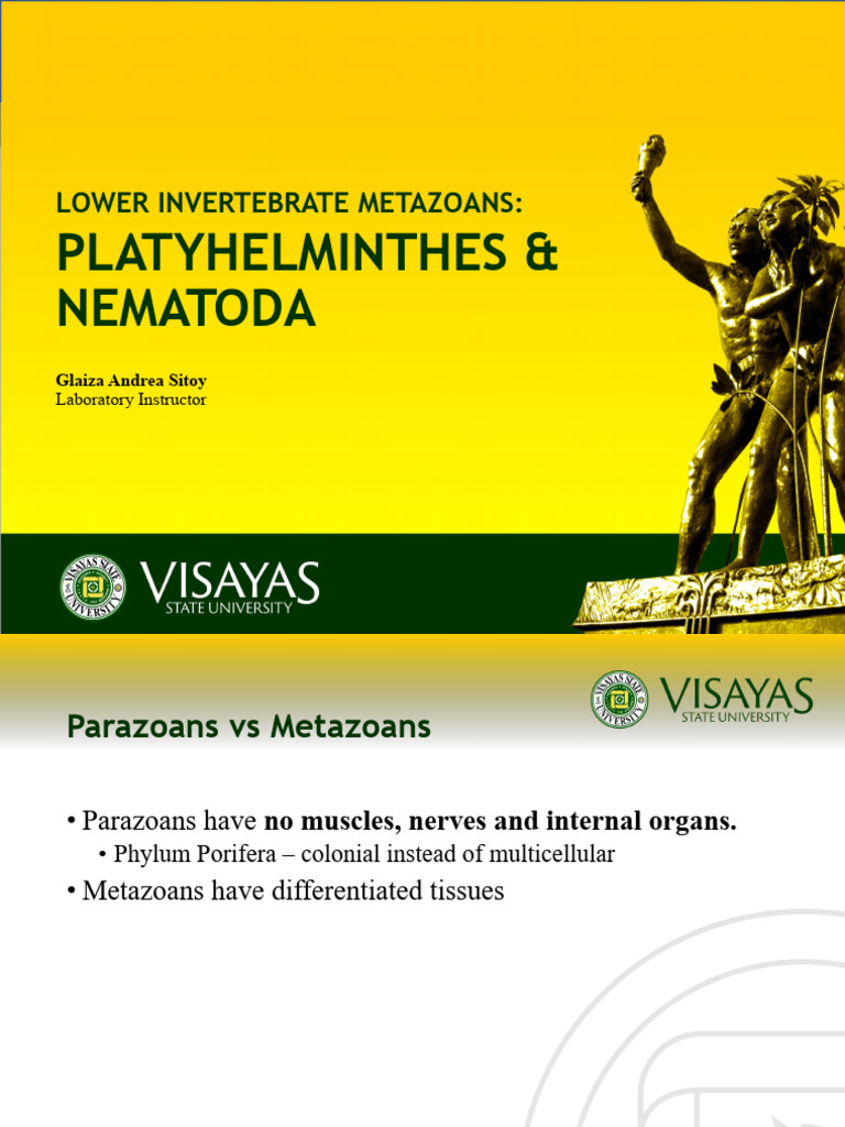 Exercise 4 Platyhelminthes and Nematoda | PDF | Nematode | Parasitism