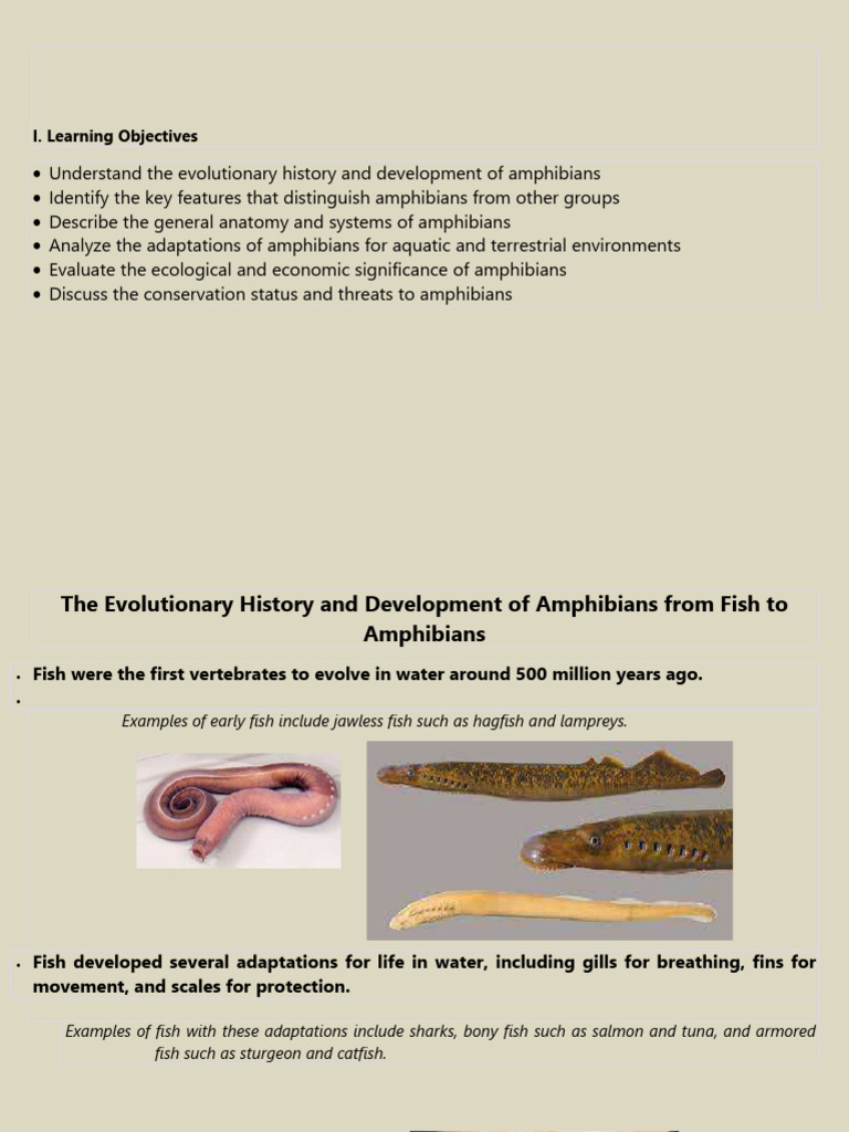 Evolution, History, Transition of Amphibians | PDF | Amphibian | Fish