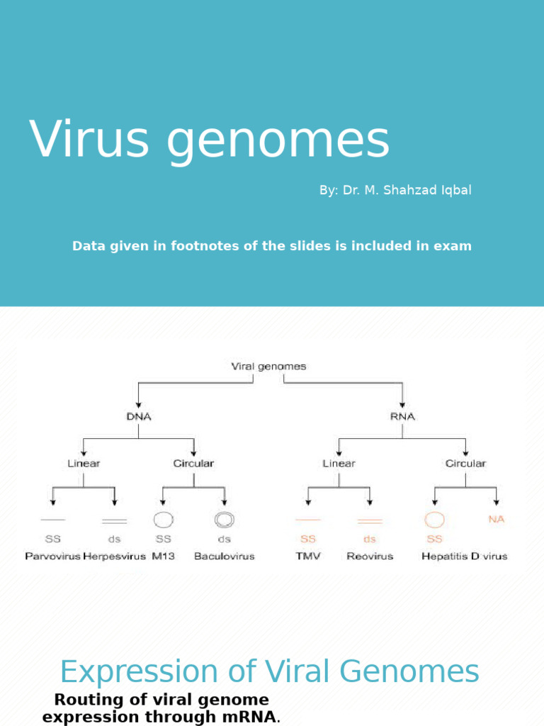 Lecture 3 Viral Genomes | PDF | Retrovirus | Rna