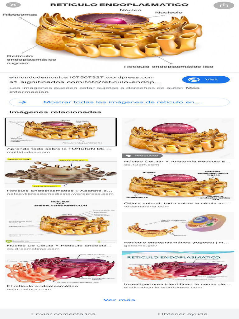 Reticulo Endoplasmatico - Buscar Con Google | PDF | Retículo ...