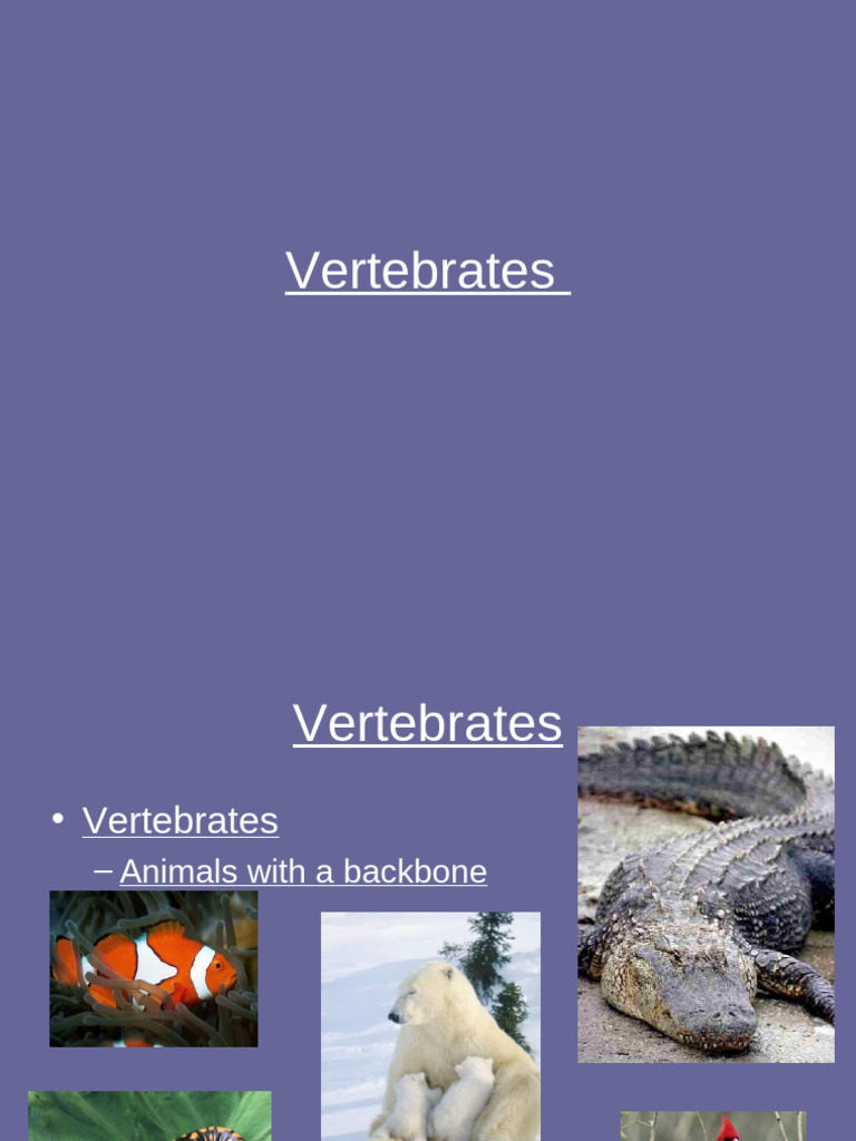 Vertebrates-1 ESO | PDF | Reptile | Fish