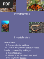 Invertebrate Classification Overview | PDF | Invertebrate | Biology