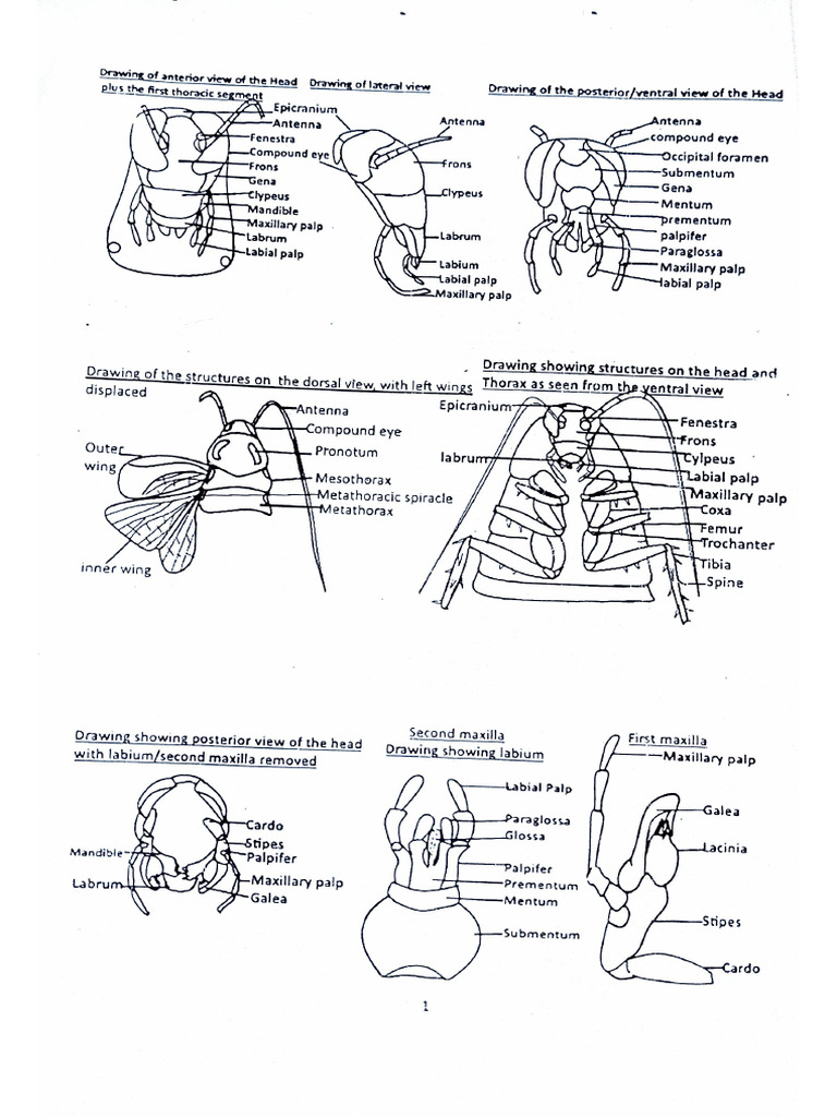 A Level Biology Practical Biscuit | PDF