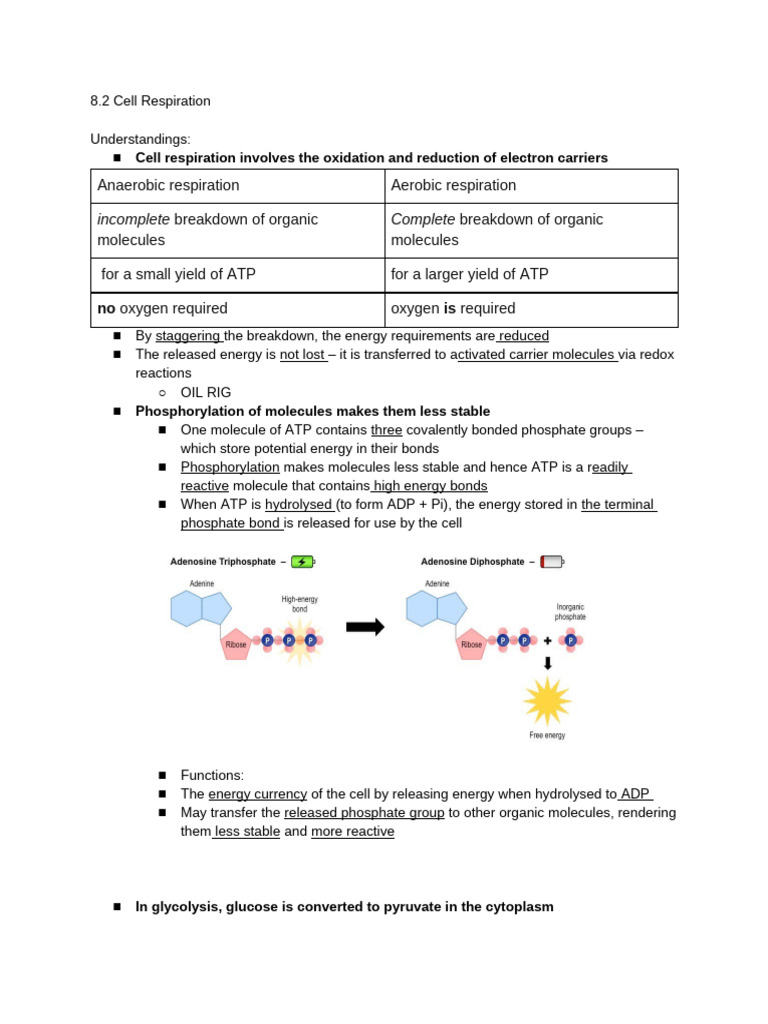 8.2 Cell Respiration | PDF | Cellular Respiration | Adenosine Triphosphate