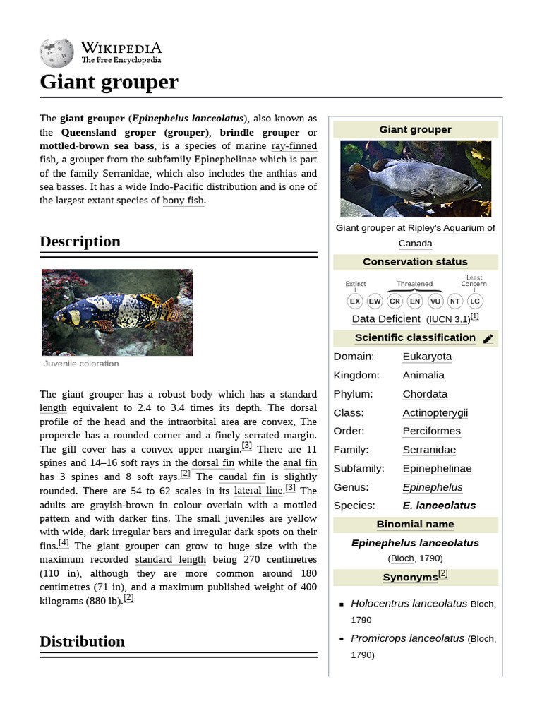 Giant Grouper | PDF | Fish
