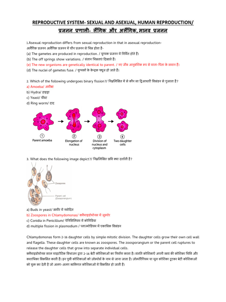 Reproductive System - Questions 1 | PDF