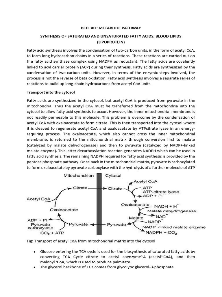Fatty Acid Synthesis Pathway Overview | PDF | Lipoprotein | Biosynthesis