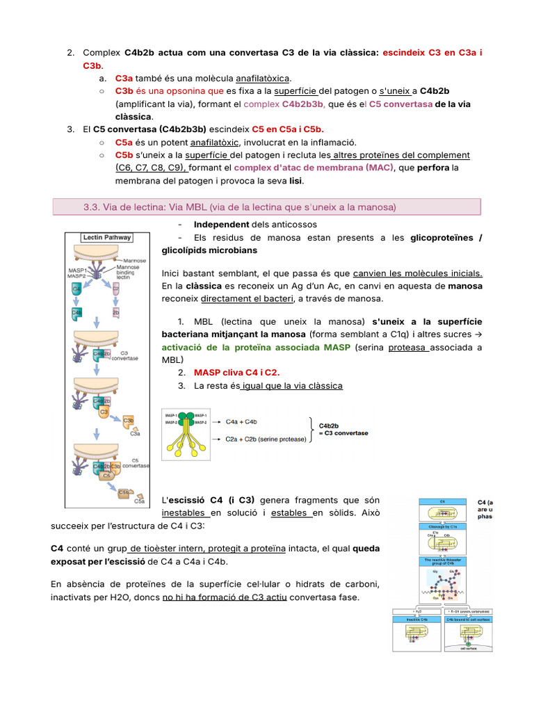 Apunts Immuno 2 | PDF